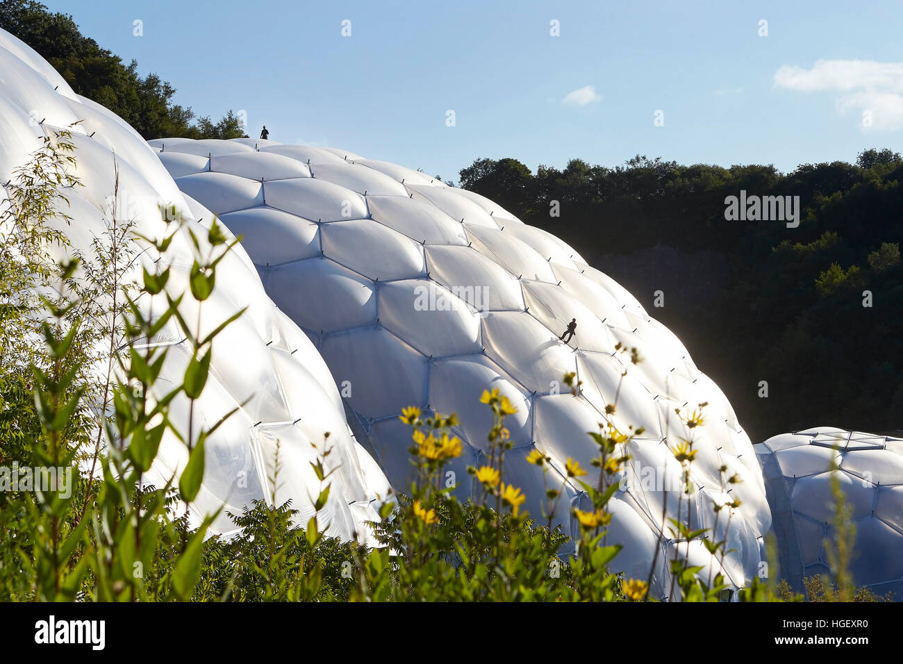 Biome profile on sloping hill with wildflowers. Eden Project, Bodelva ...