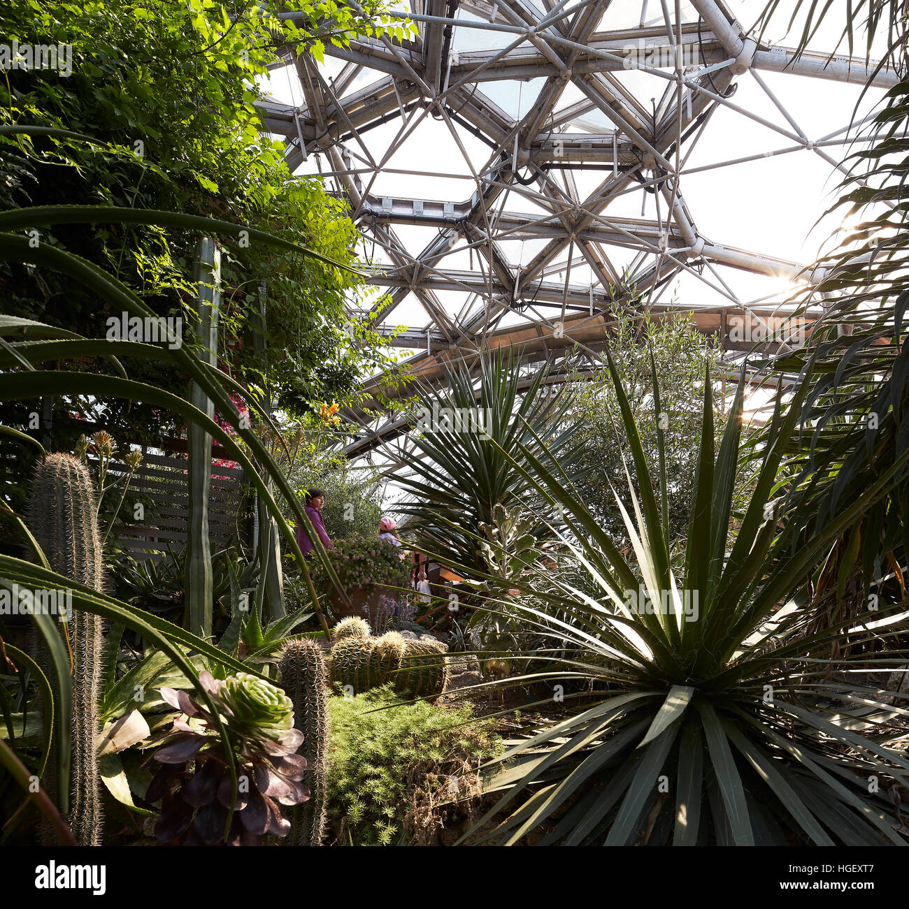 Desert and semi-desert plants within biome. Eden Project, Bodelva ...