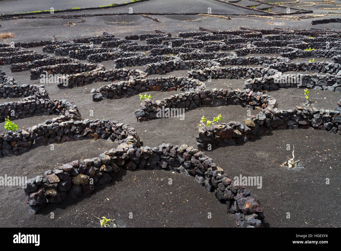 Vines growing in volcanic lapilli. La Geria region. Lanzarote, Canary ...