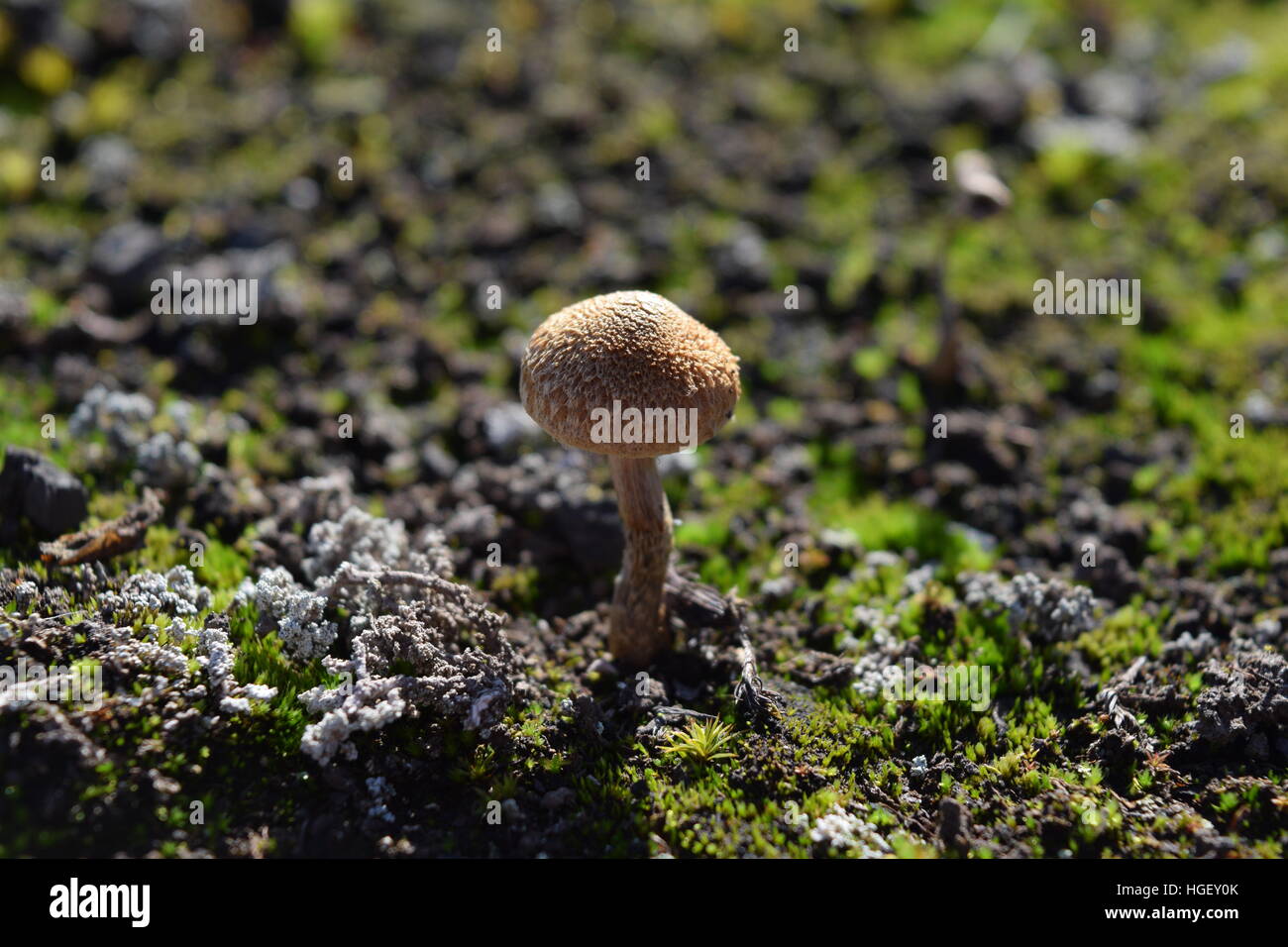 Towering fungi hi-res stock photography and images - Alamy