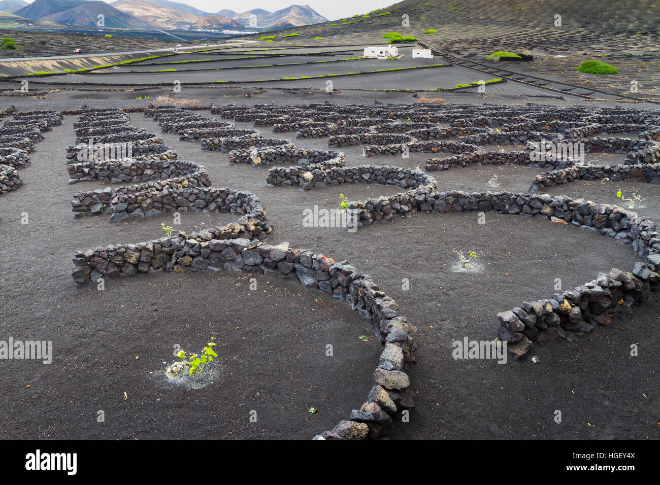 Vines growing in volcanic lapilli. La Geria region. Lanzarote, Canary ...