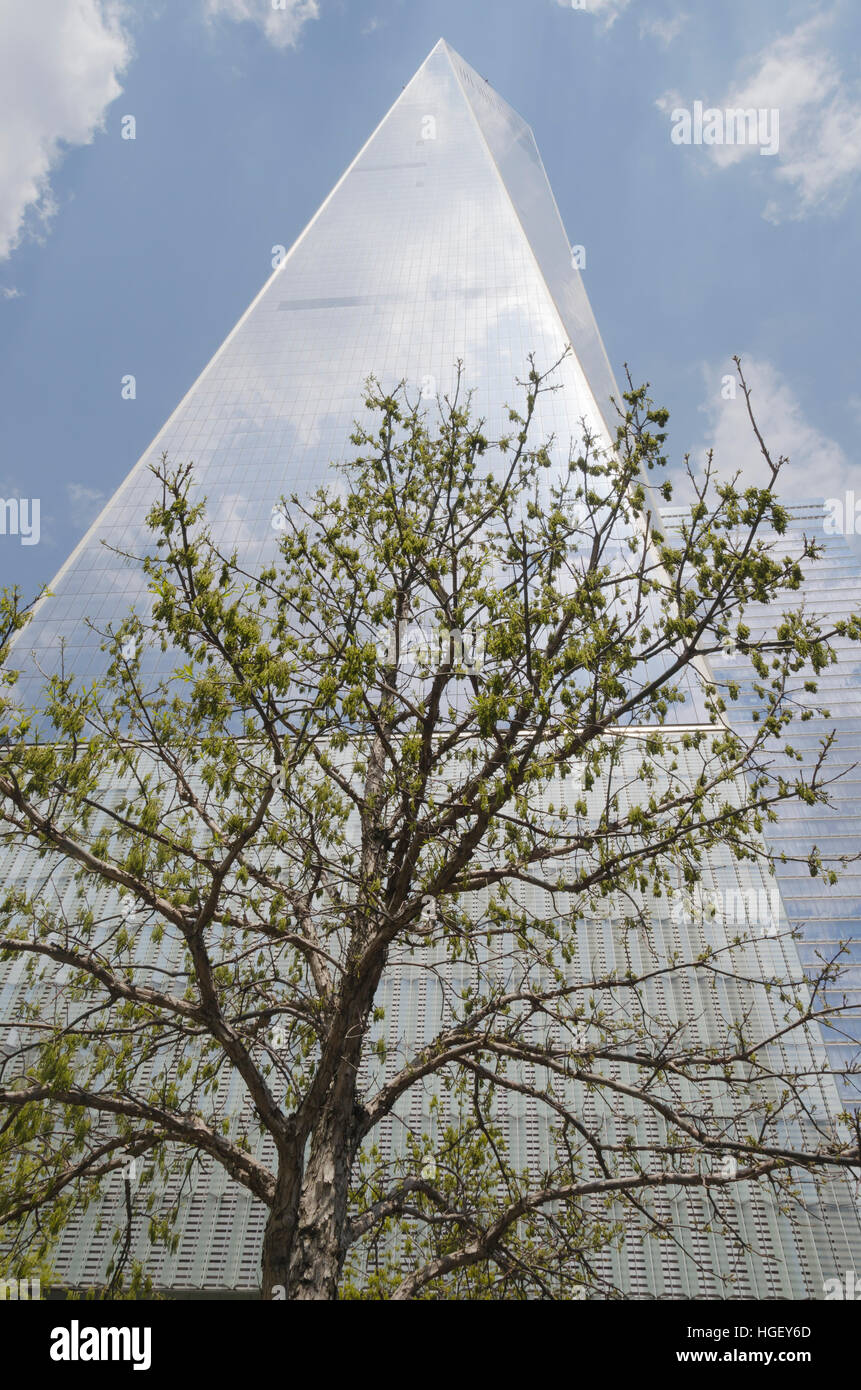 Tallest tree america hi-res stock photography and images - Alamy