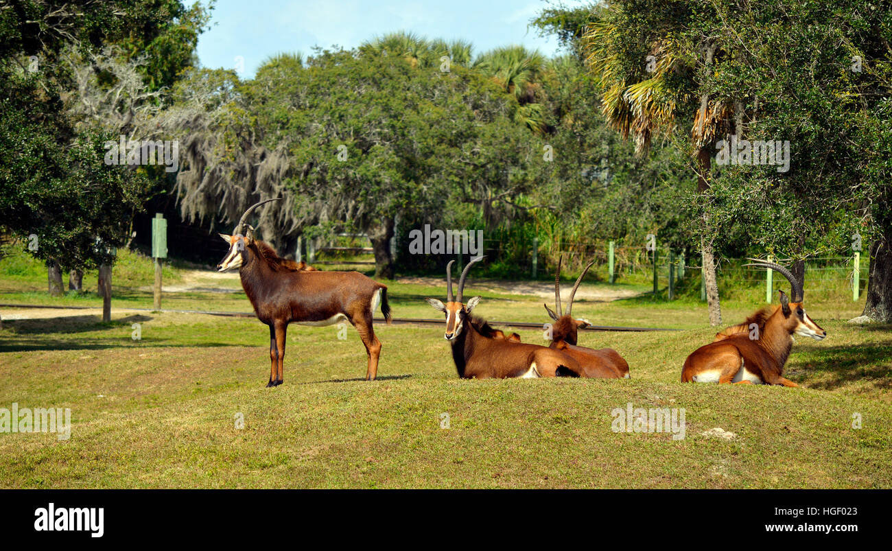 Sable antelope Latin name Hippotragus niger Stock Photo - Alamy