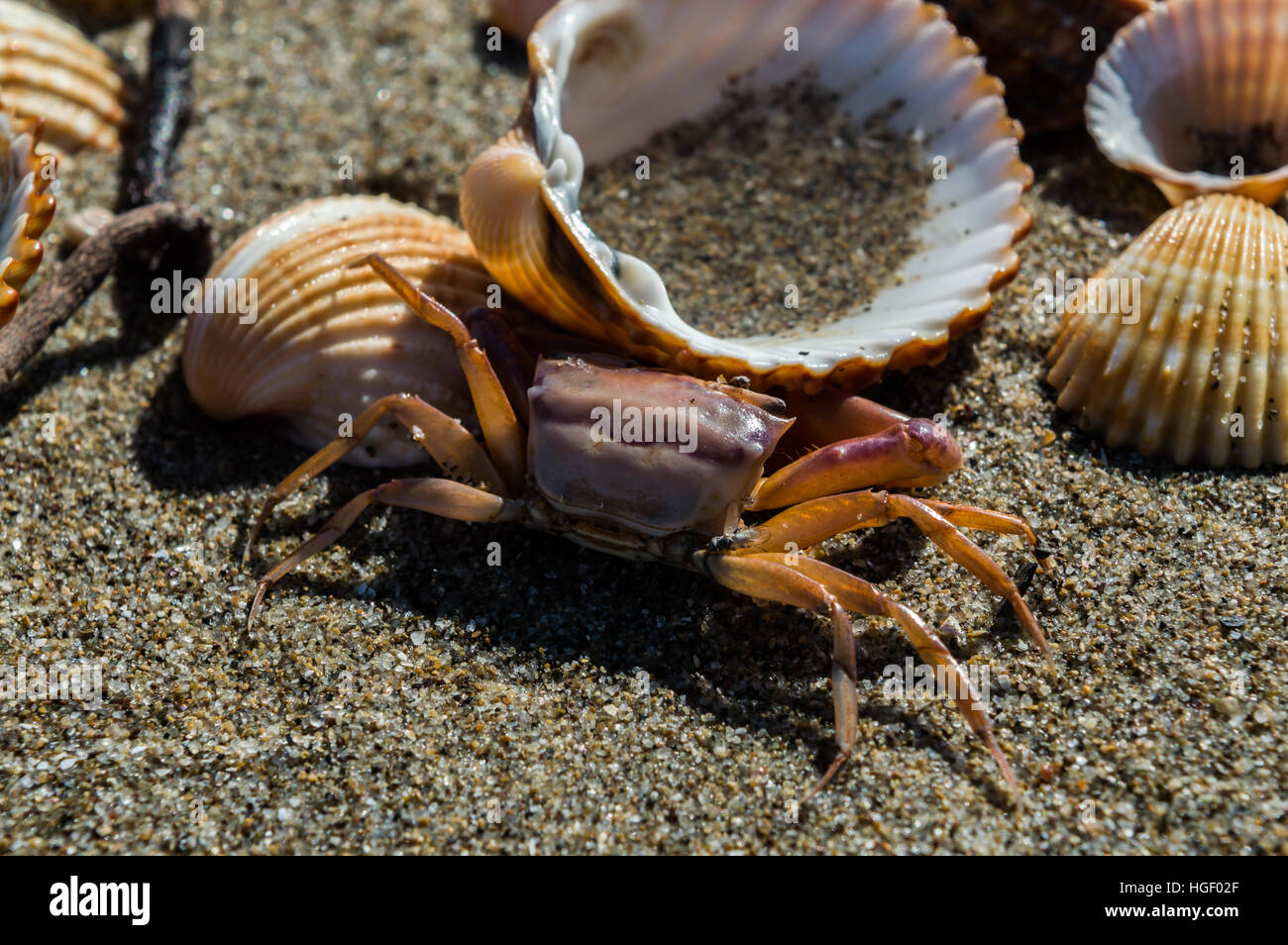 a dead crab near shells on the beach Stock Photo - Alamy