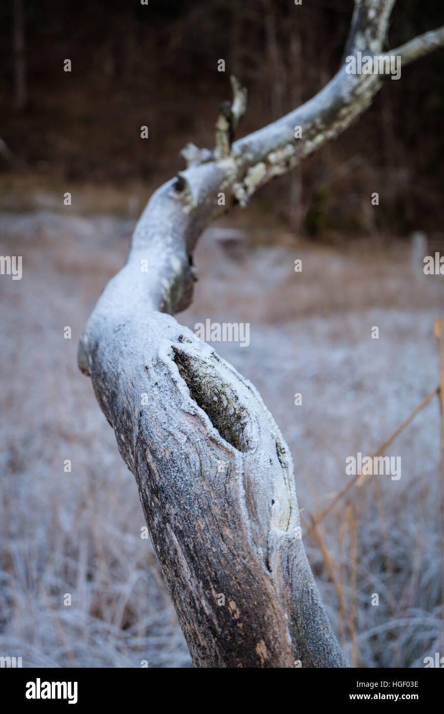 Tree branch with a hole in the middle, covered with frost, on a ...