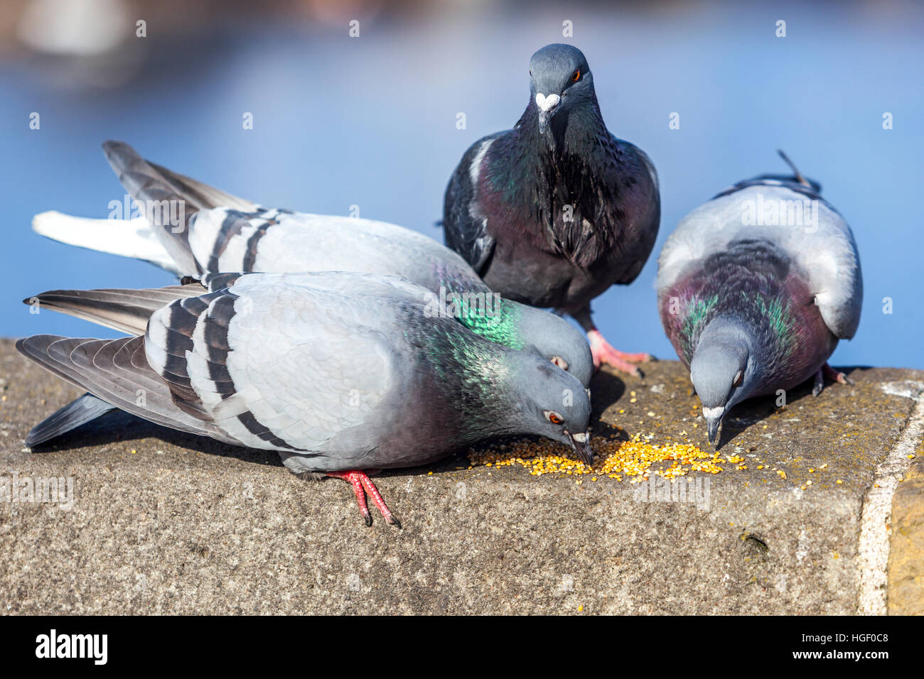 Feeding grain to pigeons hi-res stock photography and images - Alamy