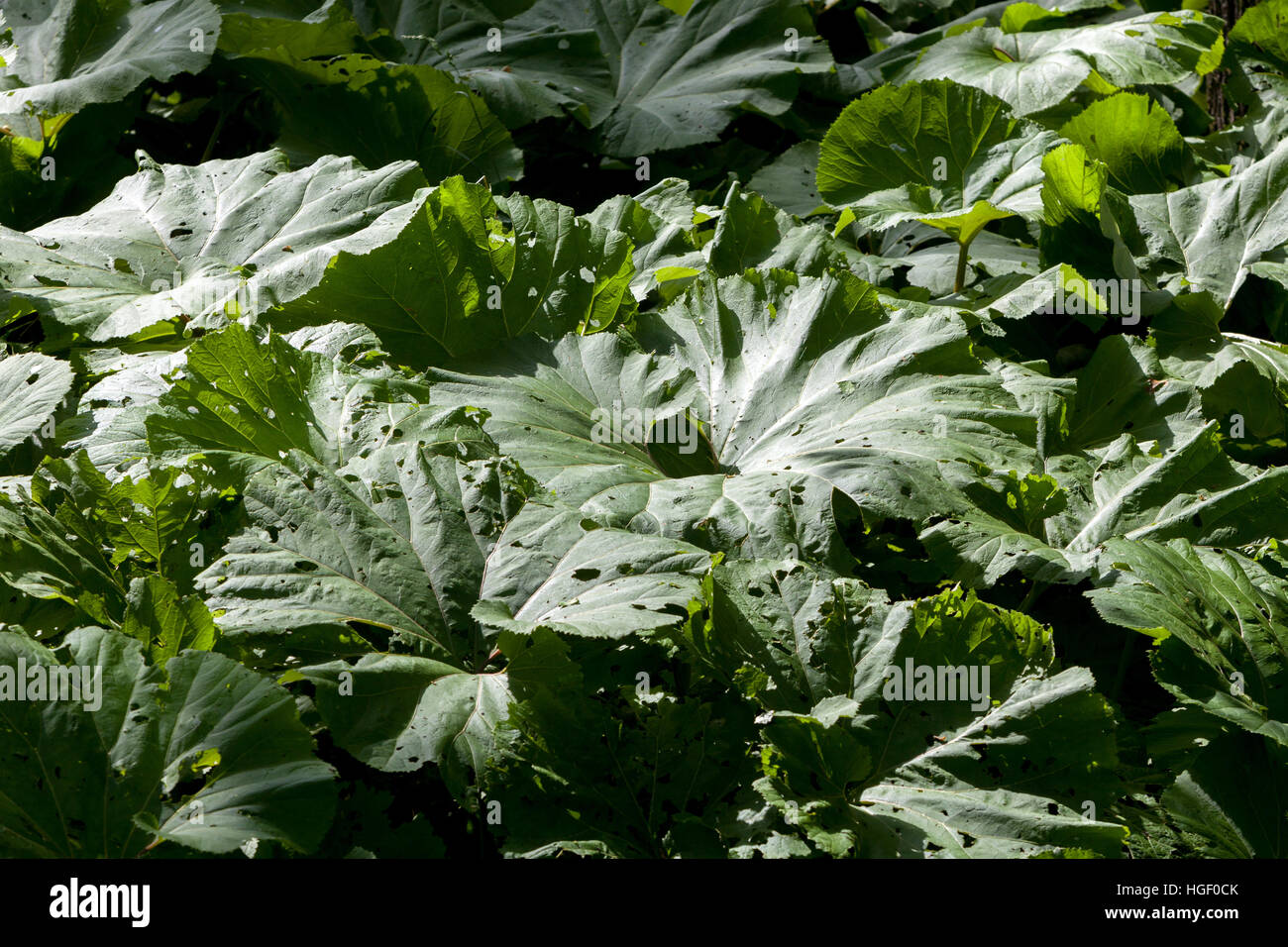 Giant Butterbur, Petasites japonicus big leaves Stock Photo - Alamy