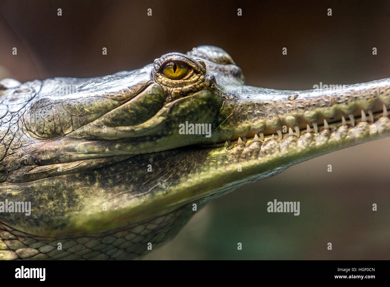 Gharial gavial fish eating crocodile hi-res stock photography and ...