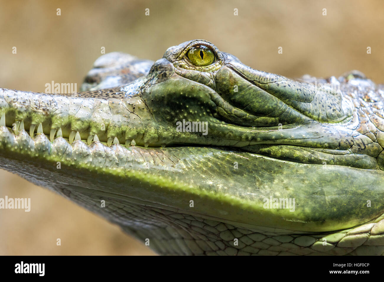 Gavial Crocodile High Resolution Stock Photography and Images - Alamy