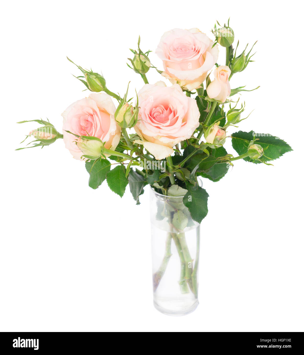 Violet blooming roses Stock Photo - Alamy