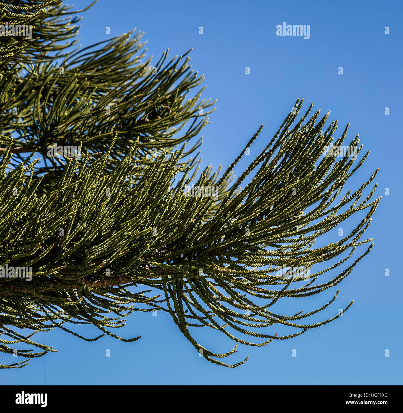 Southern Long Needle Pines