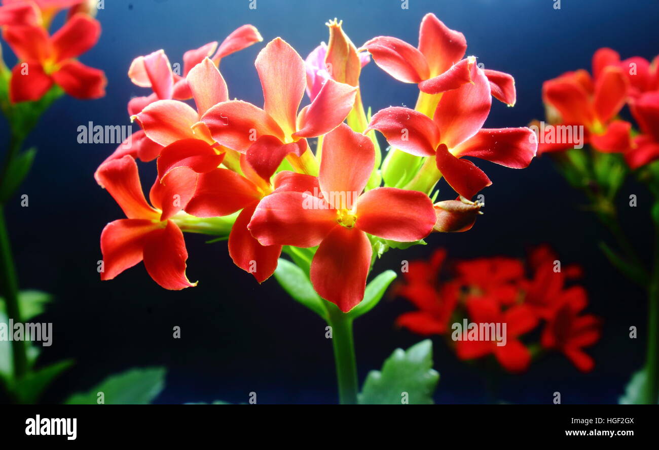 Small red flowers, macro Stock Photo - Alamy