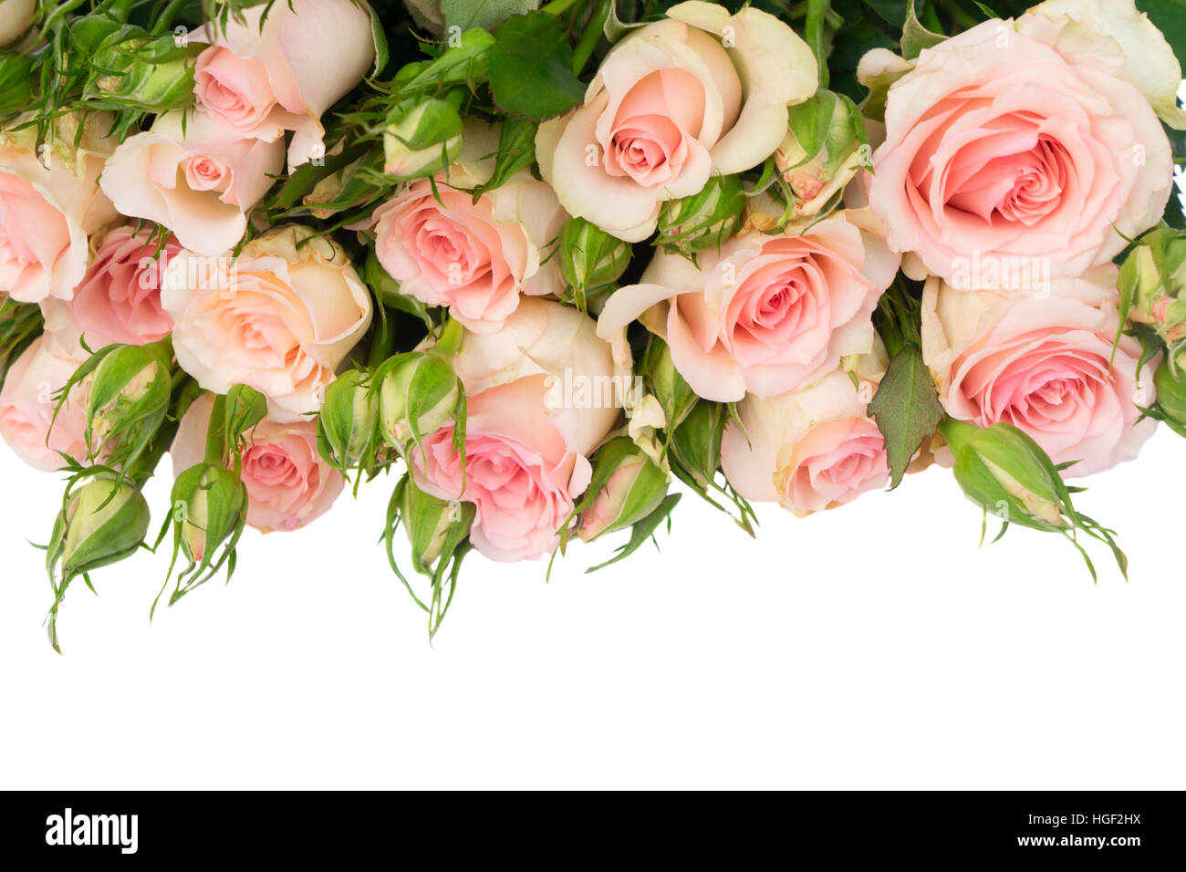 Violet blooming roses Stock Photo - Alamy