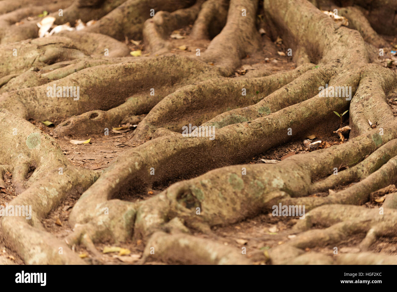 Roots of a tree in Sri Lanka Stock Photo - Alamy