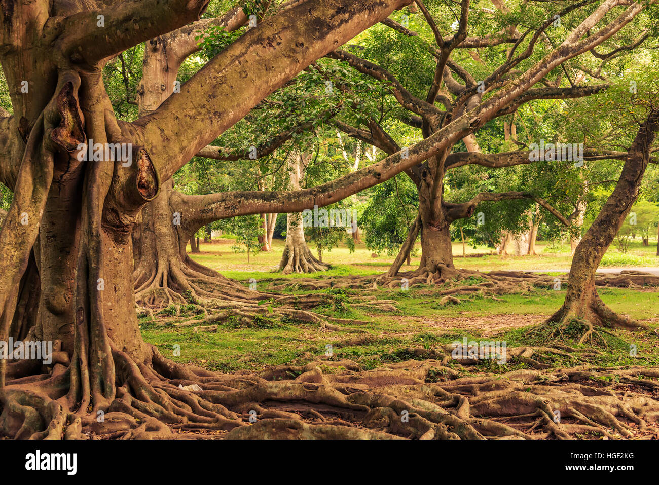 Sri Lanka: Royal Botanic Gardens, Peradeniya, Kandy Stock Photo - Alamy