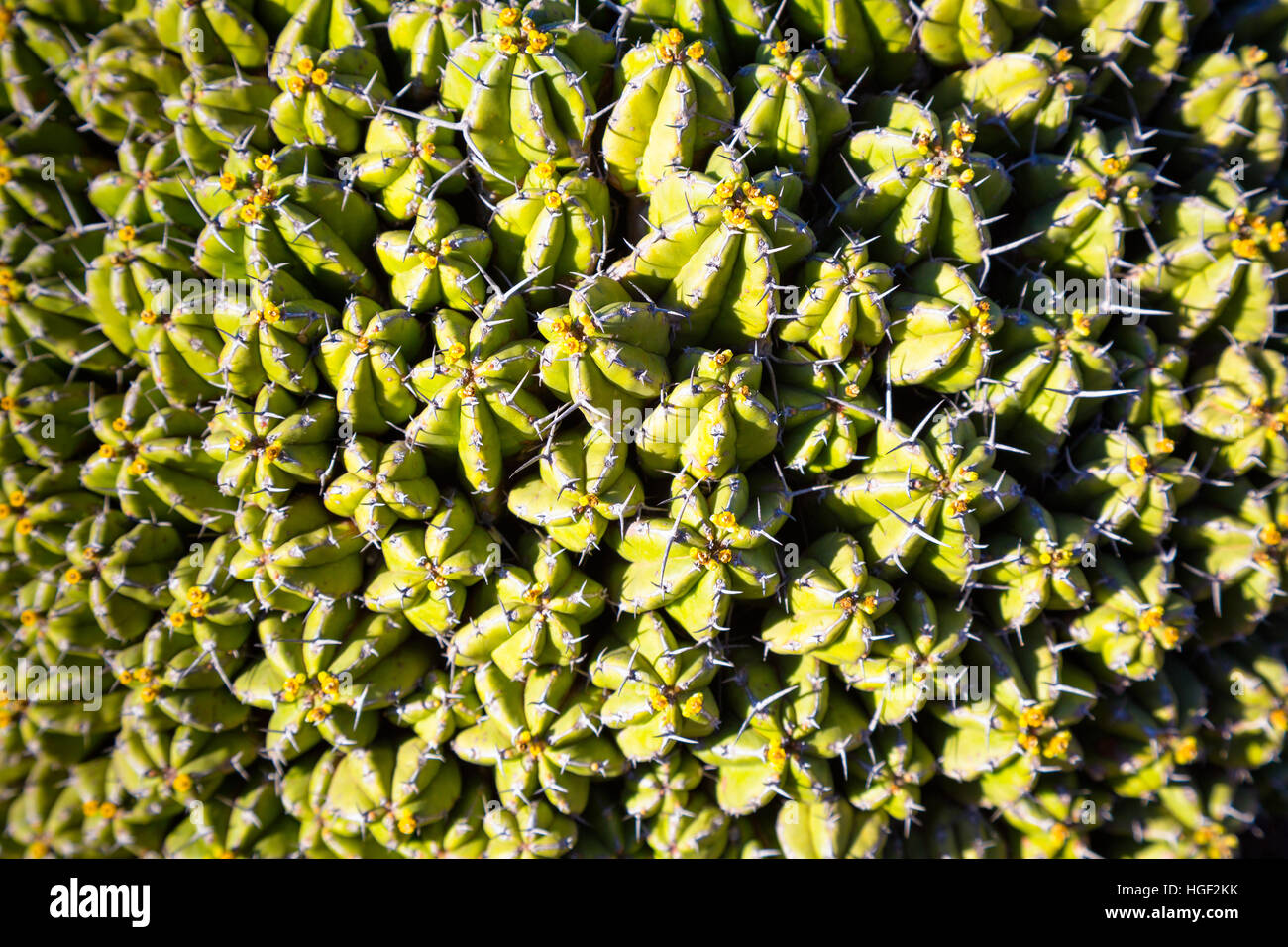 Barren plants hi-res stock photography and images - Alamy