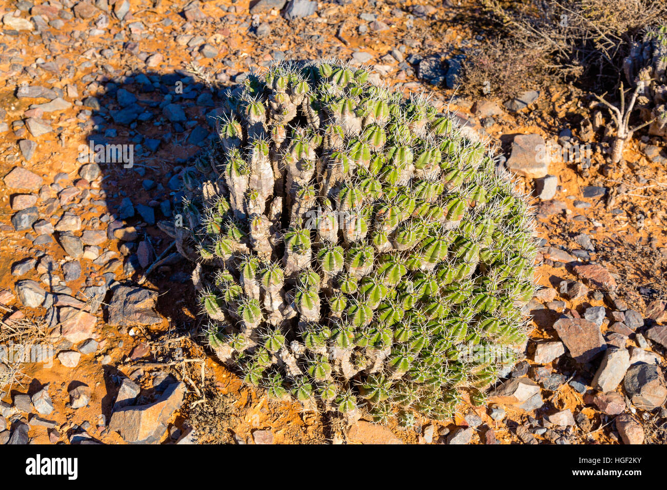 Barren plants hi-res stock photography and images - Alamy
