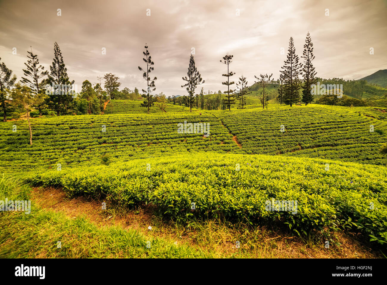 Sri lanka ceylon tea fields hi-res stock photography and images - Alamy