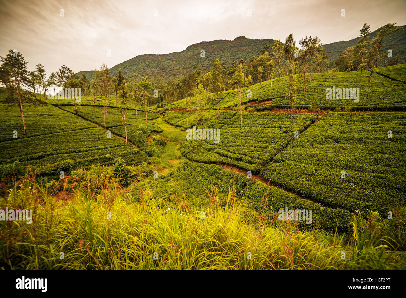 Sri Lanka: famous Ceylon highland tea fields Stock Photo - Alamy