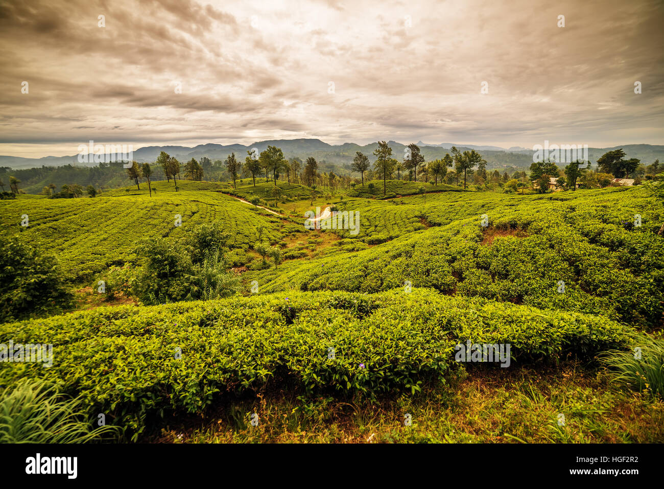 Ceylon tea plantation hi-res stock photography and images - Alamy