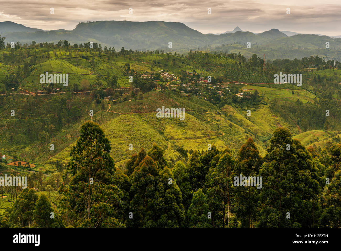 Sri Lanka: famous Ceylon highland tea fields Stock Photo - Alamy