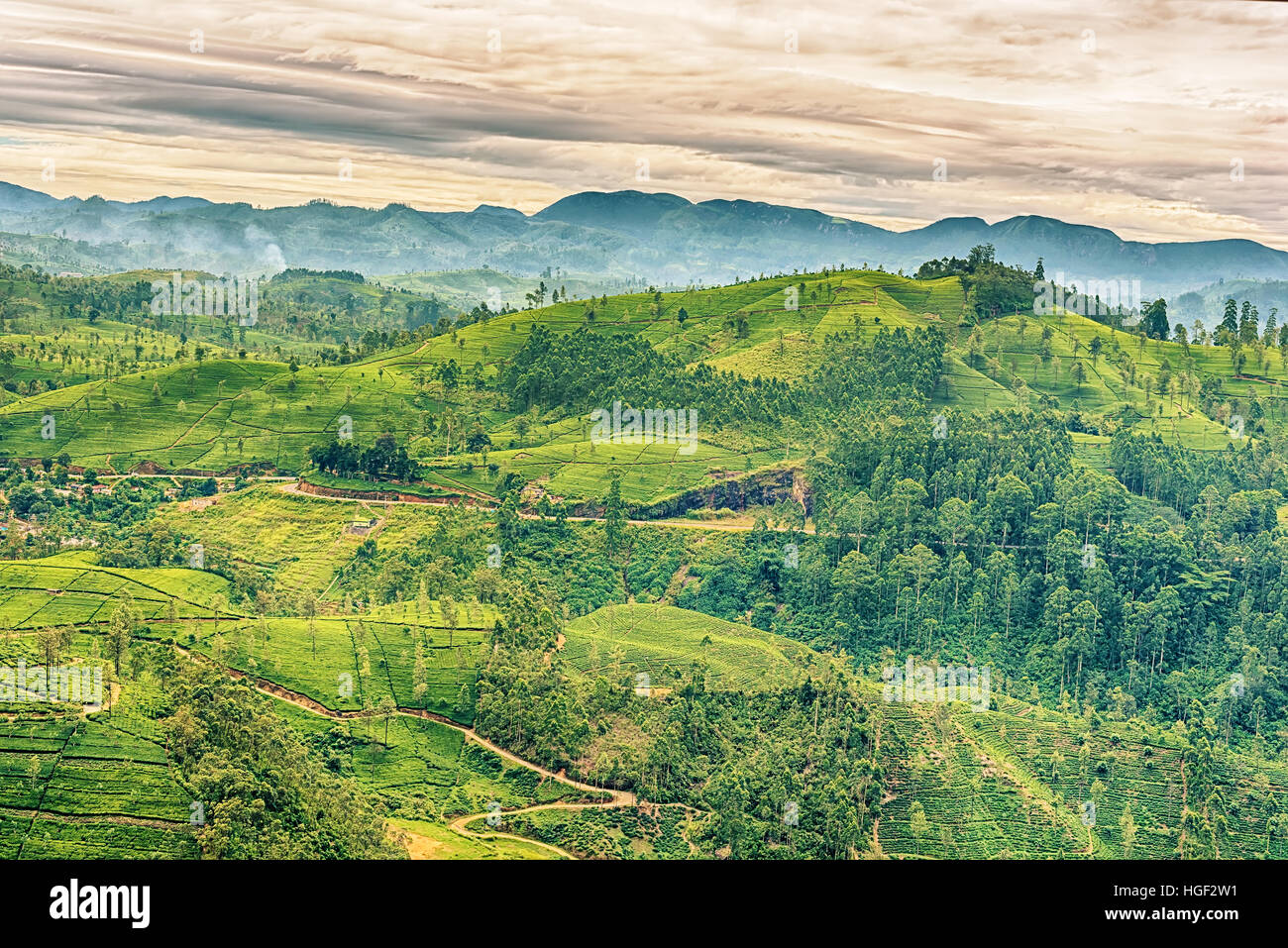 Sri Lanka: famous Ceylon highland tea fields Stock Photo - Alamy