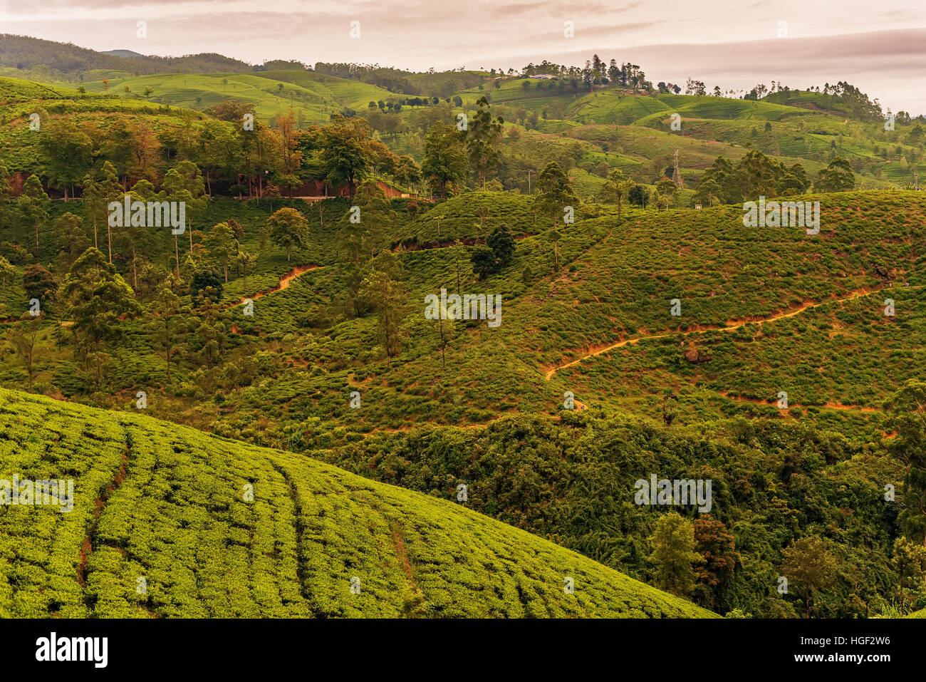 Sri Lanka: famous Ceylon highland tea fields Stock Photo - Alamy