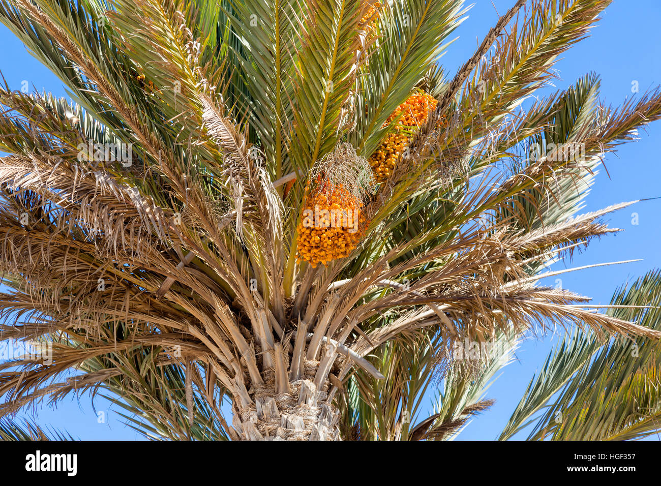 Date palm tree morocco hi-res stock photography and images - Alamy