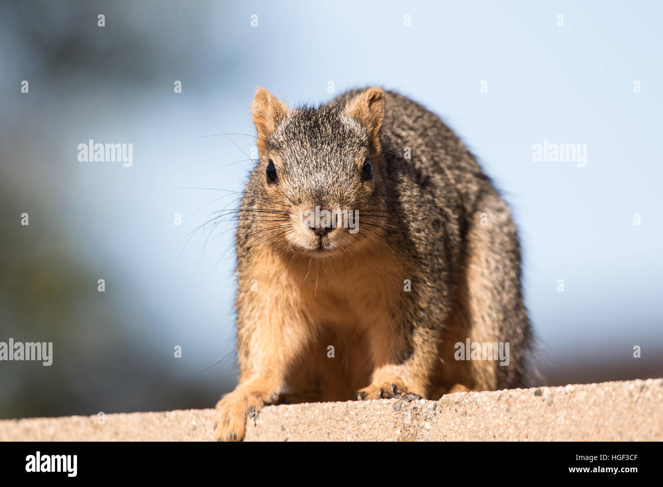 Western Gray Squirrel Stock Photos & Western Gray Squirrel Stock Images ...