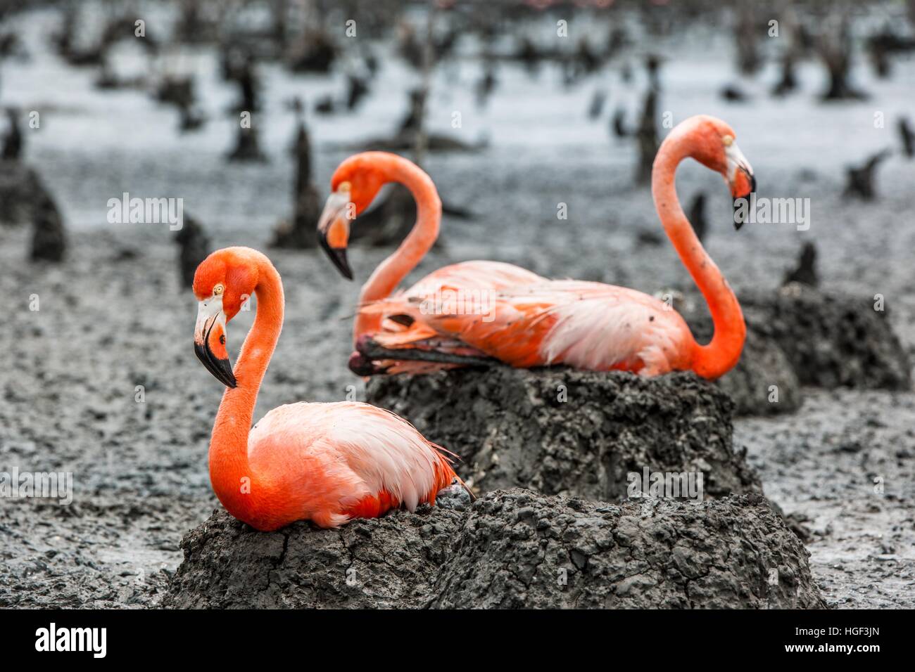Flamingo nest hi-res stock photography and images - Alamy