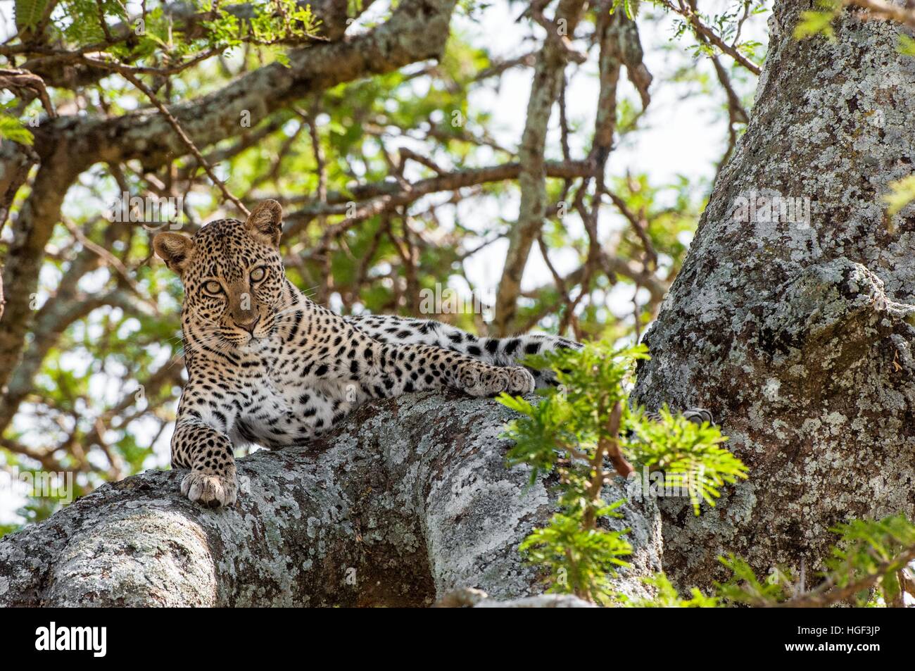 Leopard on a tree. The leopard hides from solar hot beams on a tree ...