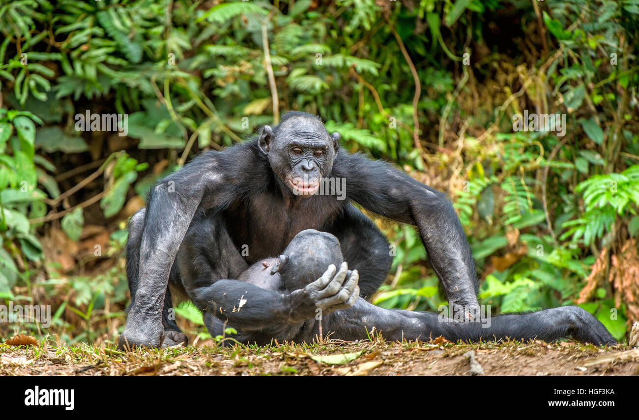 Bonobos mating. The bonobo ( Pan paniscus), formerly called the pygmy ...