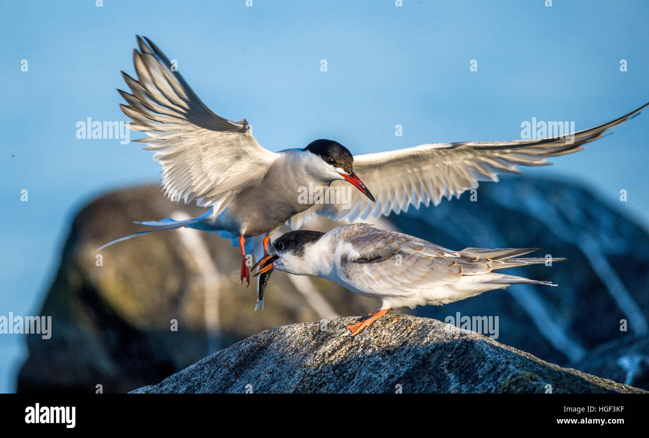 Sterna hirundo feeding young hi-res stock photography and images - Alamy
