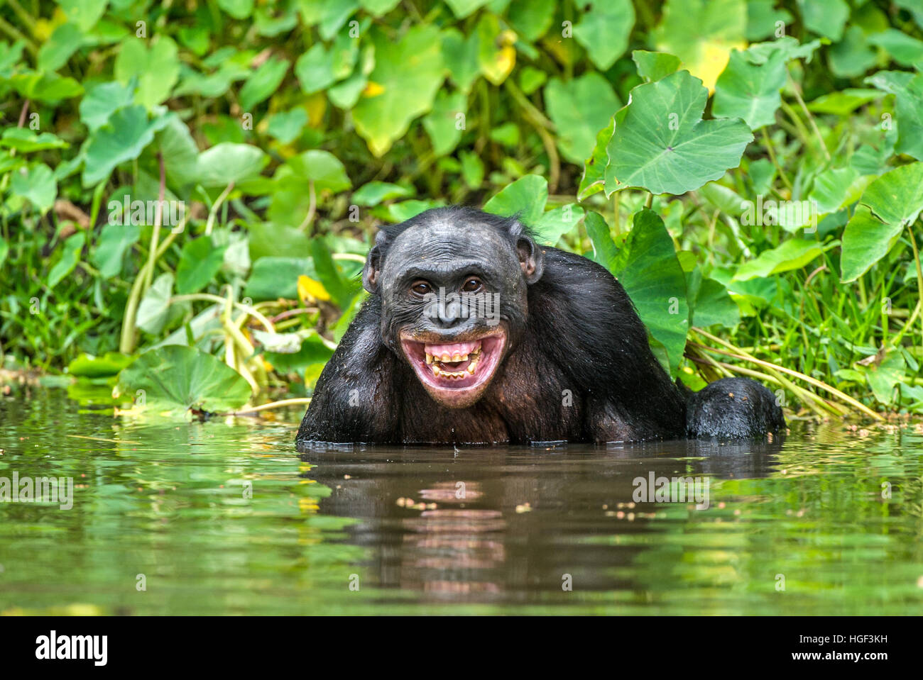 Smiling Bonobo in the water. Bonobo in the water with pleasure and ...