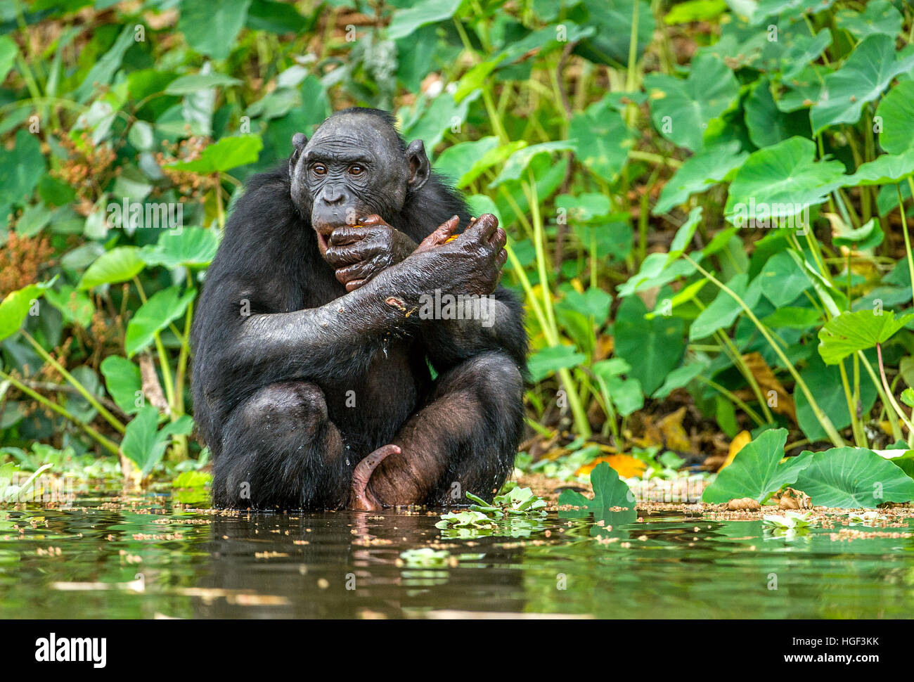 Bonobo in the water. Natural habitat. Green natural background. The ...
