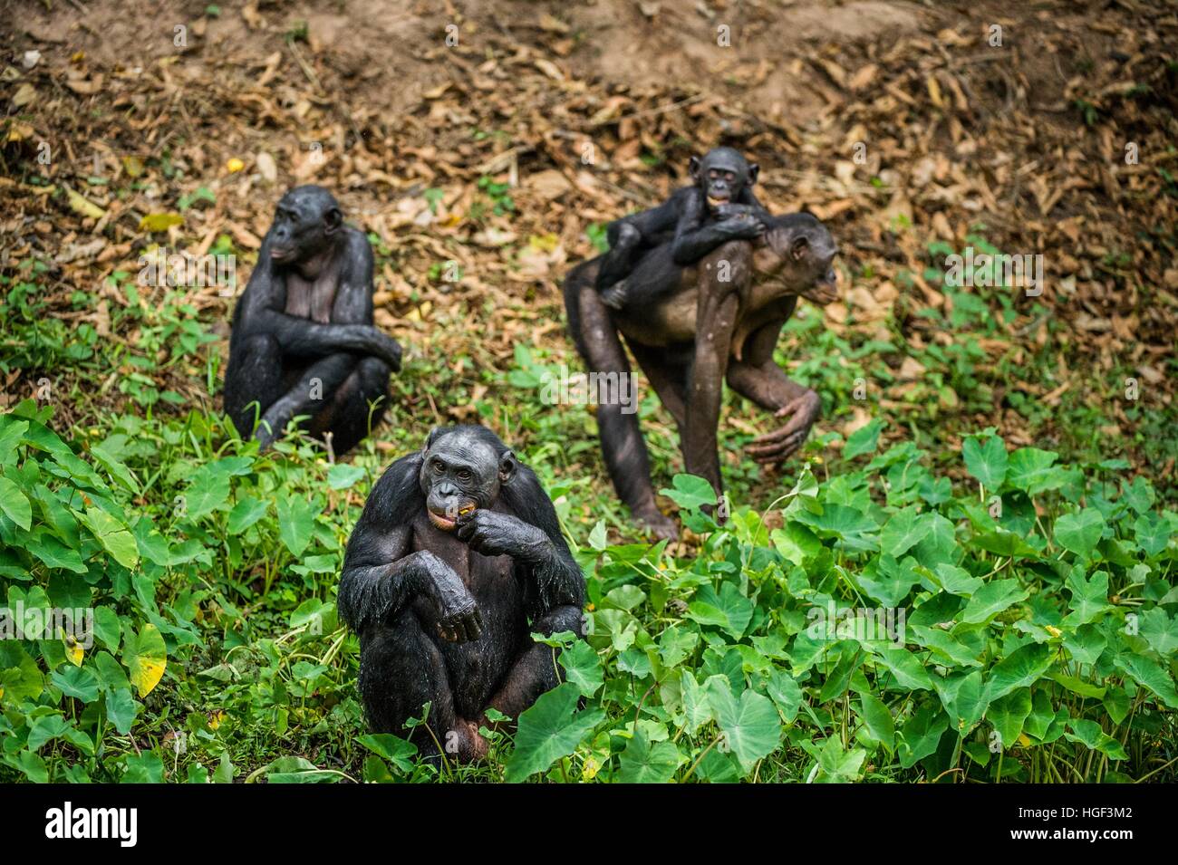 Bonobos hi-res stock photography and images - Alamy