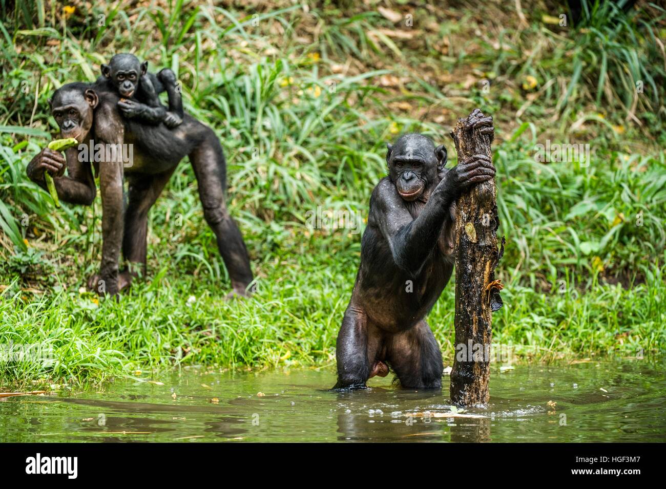 Bonobo in the water. Natural habitat. Green natural background. The ...