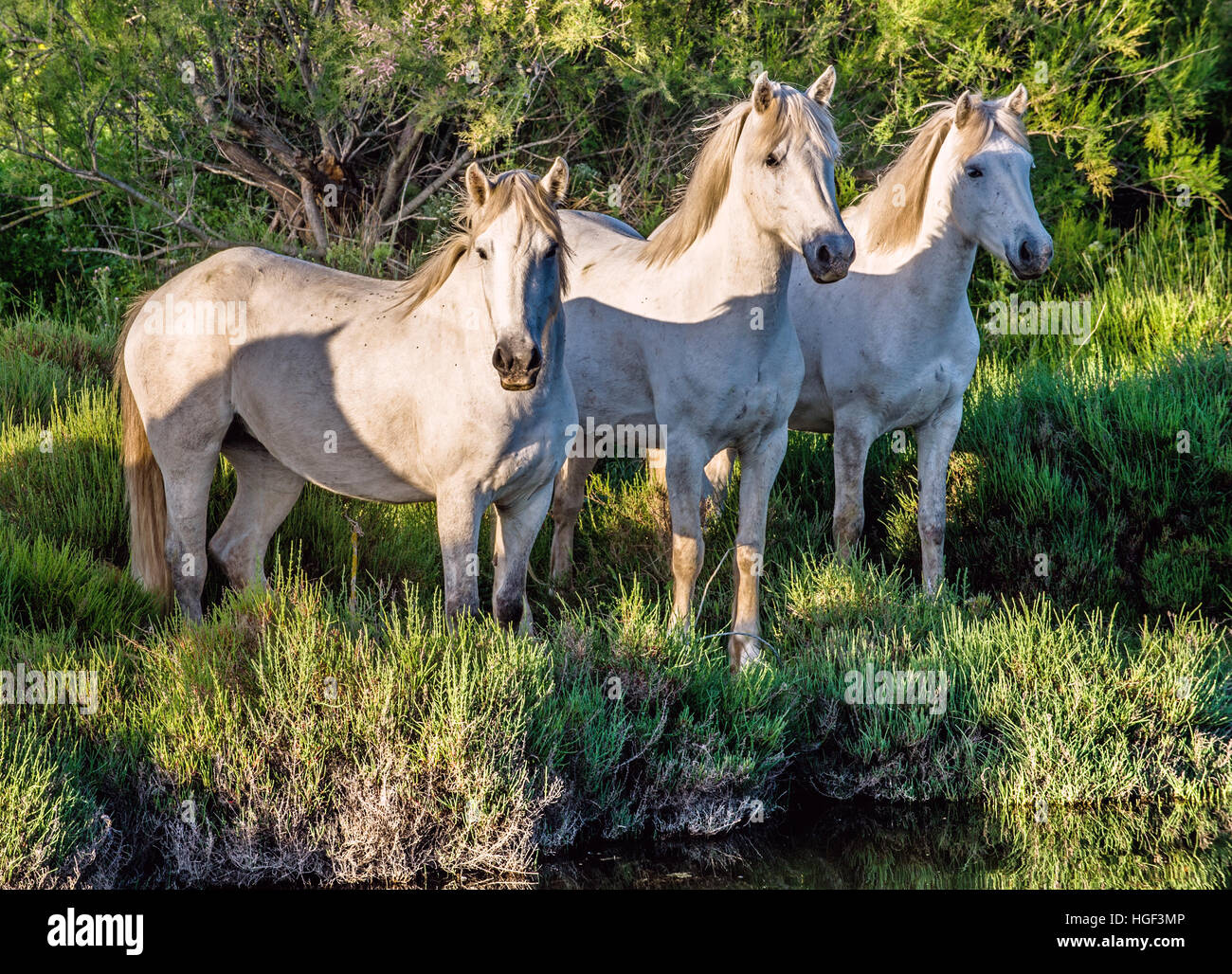 White Camargue Horses in sunset light on the dark green natural ...