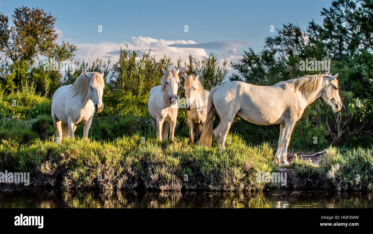 White Camargue Horses in sunset light on the dark green natural ...