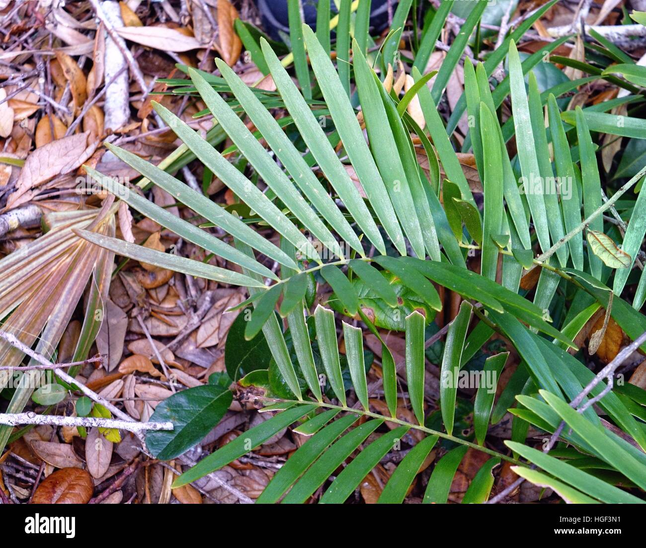 Coontie growing in central Florida. Zamia integrifolia, Florida ...