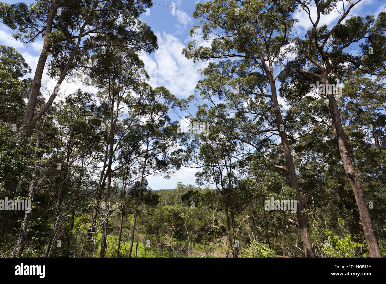 Tall eucaliptus trees, also called gumtrees, in Yandina hinterland ...