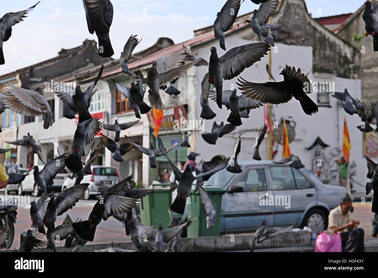 Group of pigeons hi-res stock photography and images - Alamy