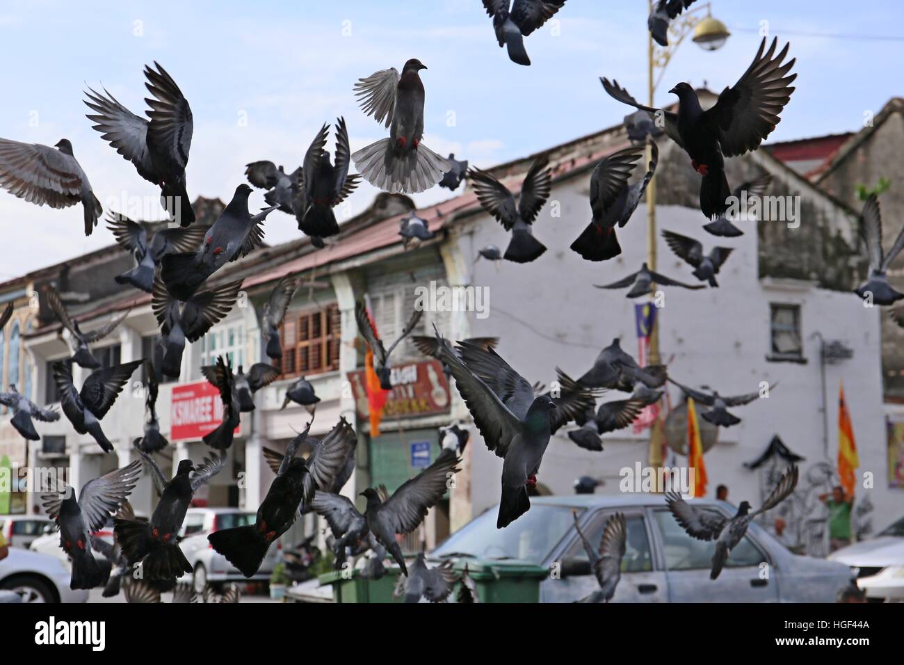The group of pigeons in a City Stock Photo - Alamy