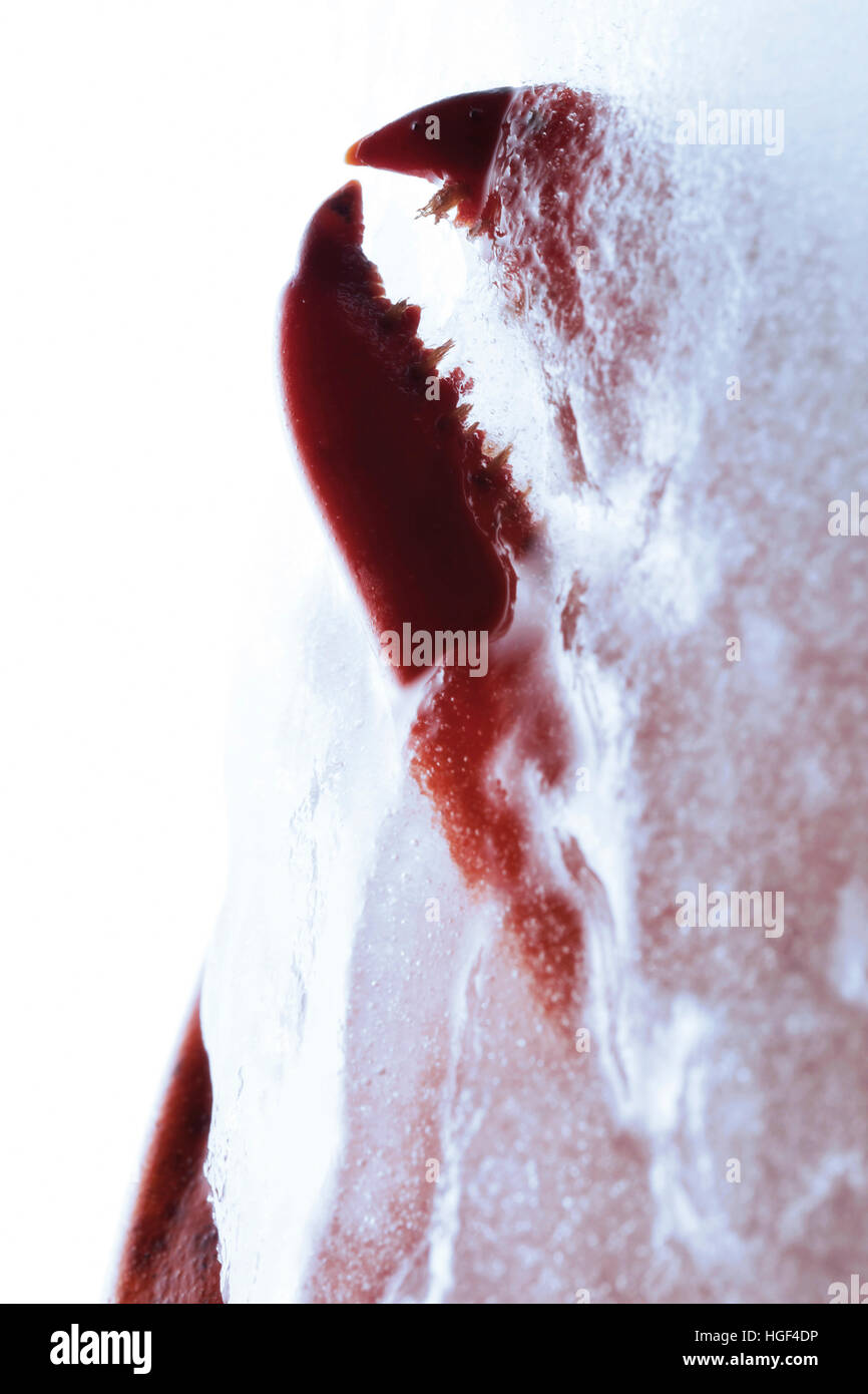 Lobster claws in block of ice Stock Photo - Alamy