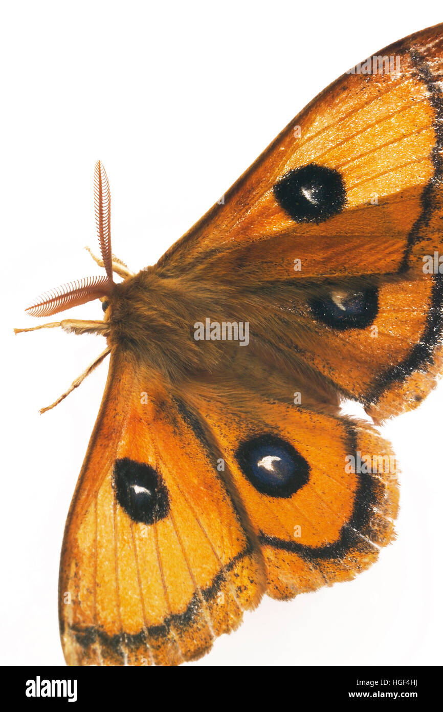 Saturnia moth (Saturnia Stock Photo - Alamy