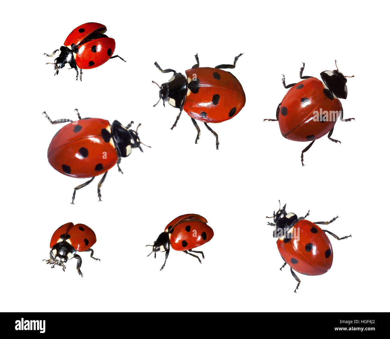 Ladybirds ladybugs bugs bug insect insects Cut Out Stock Images ...