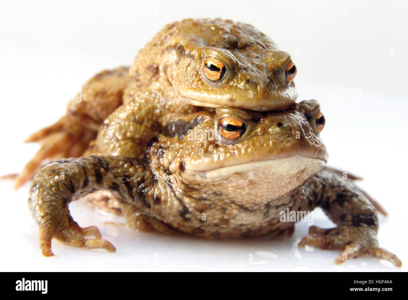 Two toads hi-res stock photography and images - Alamy