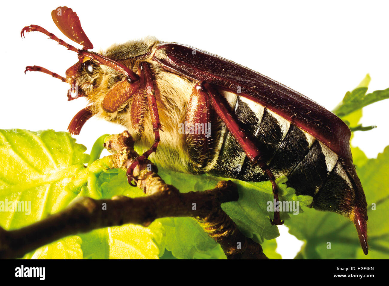 May Bug (Melolontha melolontha Stock Photo - Alamy