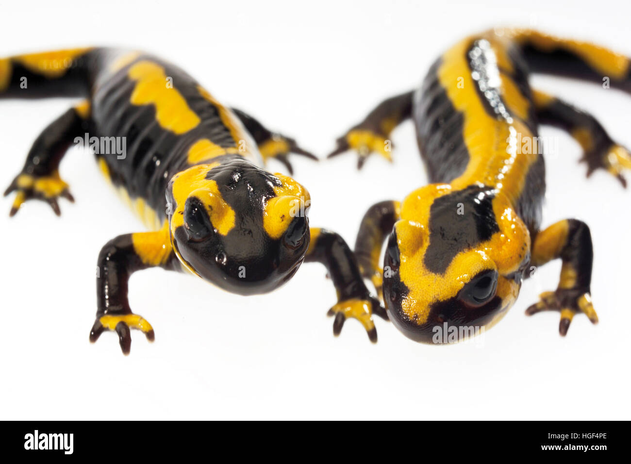 Fire salamanders hi-res stock photography and images - Alamy