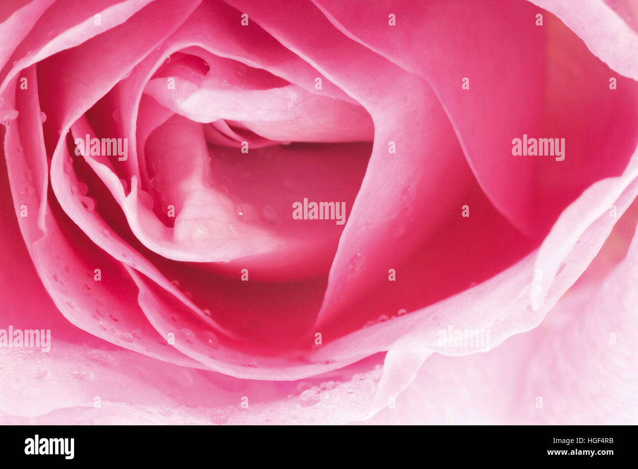 Pink rose blossom, backdrop Stock Photo - Alamy